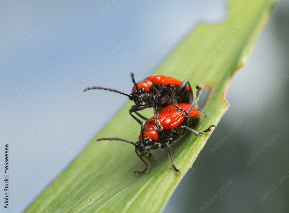 Mating scarlet lily beetles, Lilioceris lilii on lily leaf Stock Photo ...