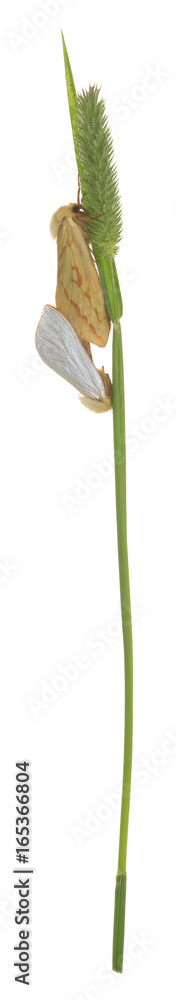 Mating ghost moths, Hepialus humuli on straw isolated on white ...