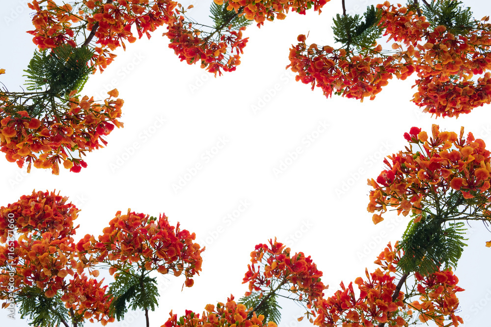 Caesalpinia pulcherrima Flame Tree flower. Stock Photo | Adobe Stock