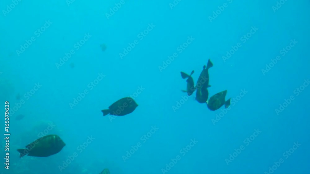 Exotic fish eat jellyfish under water in sea. Colorful underwater world ...