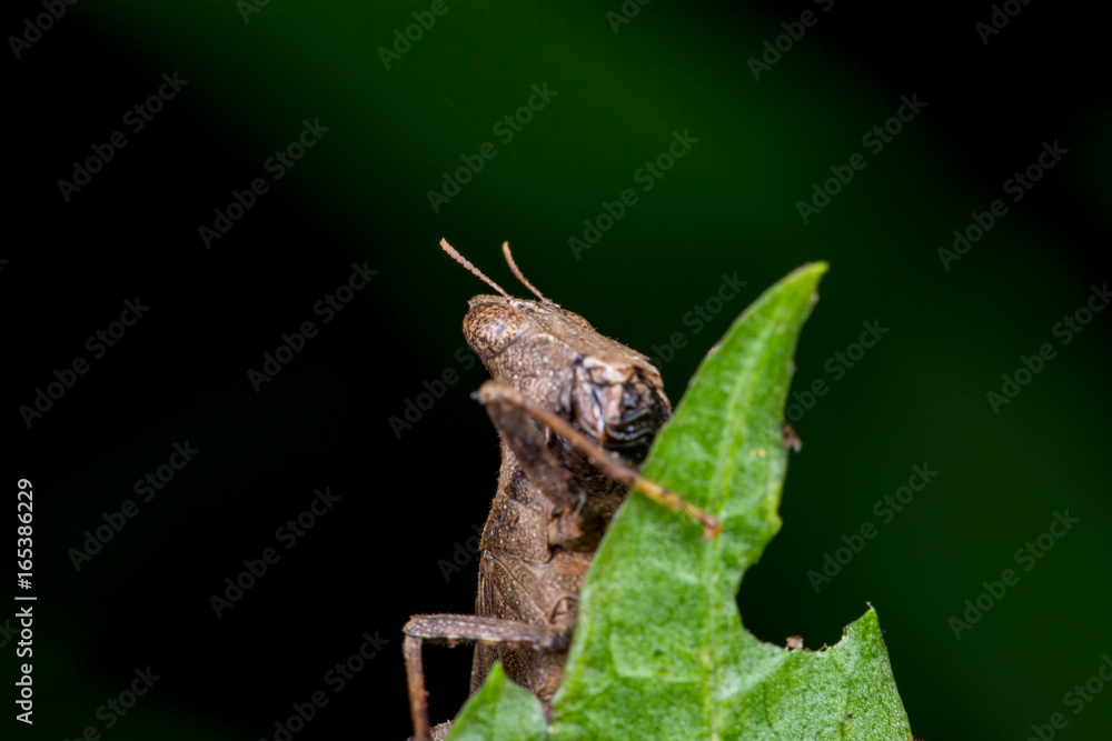 Brown monkey short horned grasshopper (Arthropoda: Insecta: Orthoptera ...