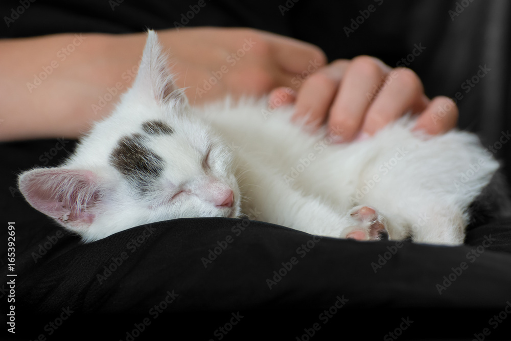 Lovely white kitten sleeping on a lap with hands cuddling it Stock ...