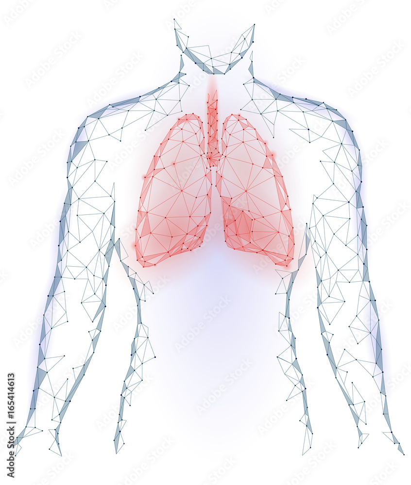 Human Respiratory System Drawing