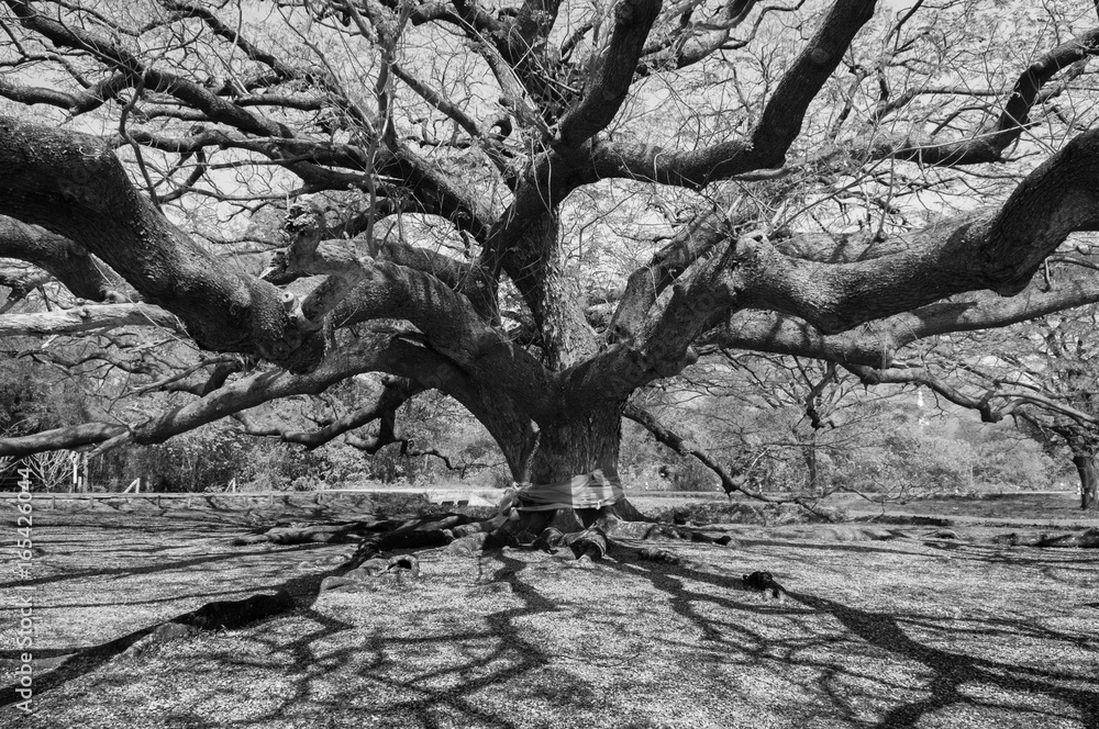 Giant rain tree, Super big rain tree, ancient rain tree in Black and ...