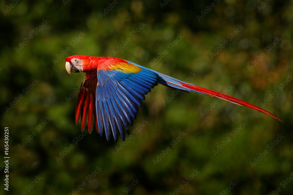 Wildlife scene from tropic nature. Red bird in the forest. Parrot ...