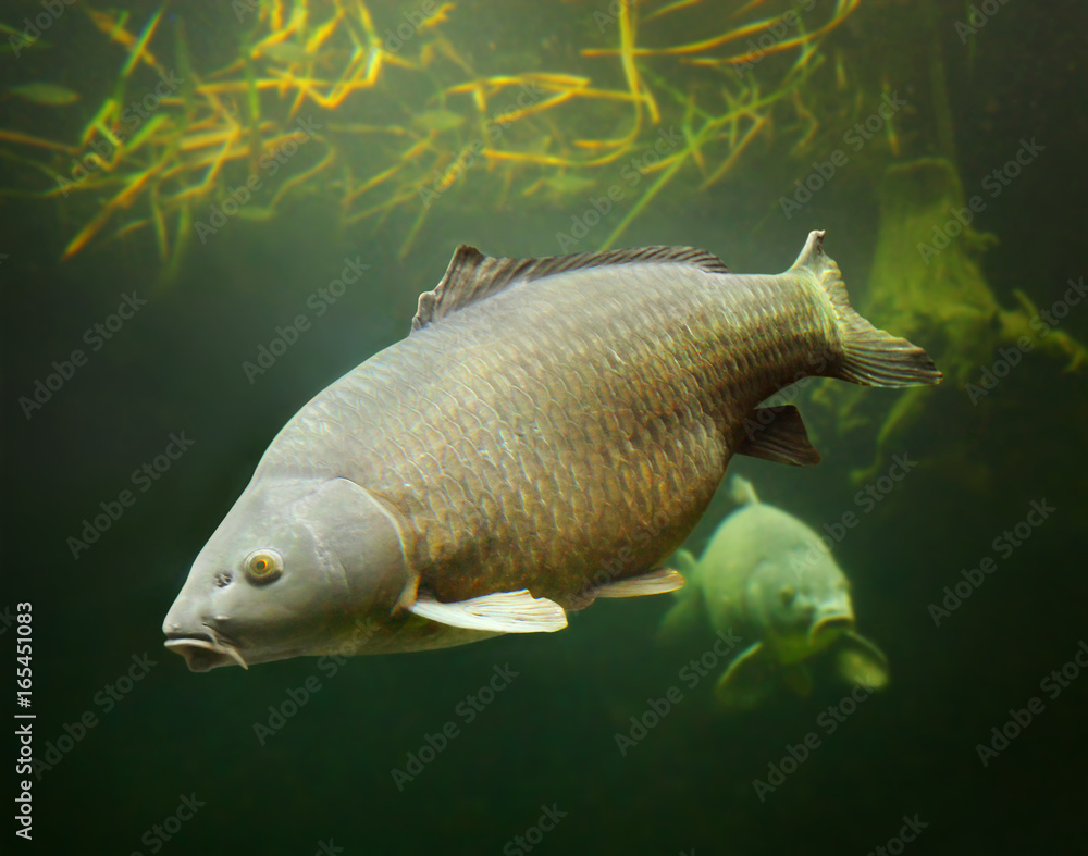 Common Pond Fish