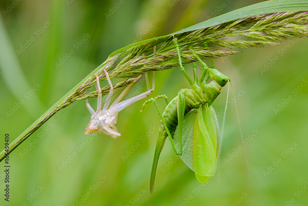 Grasshopper Molting