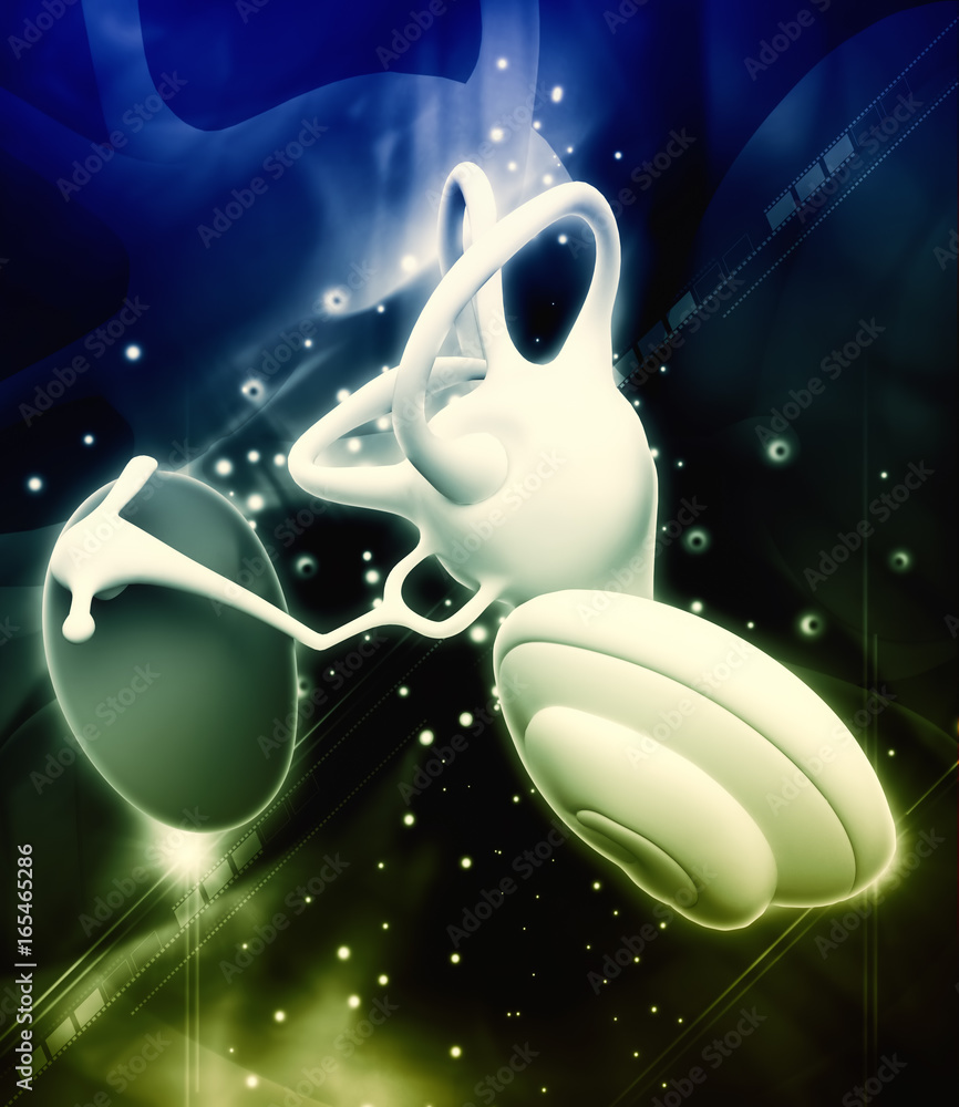 The anatomy of the inner ear Stock Illustration | Adobe Stock