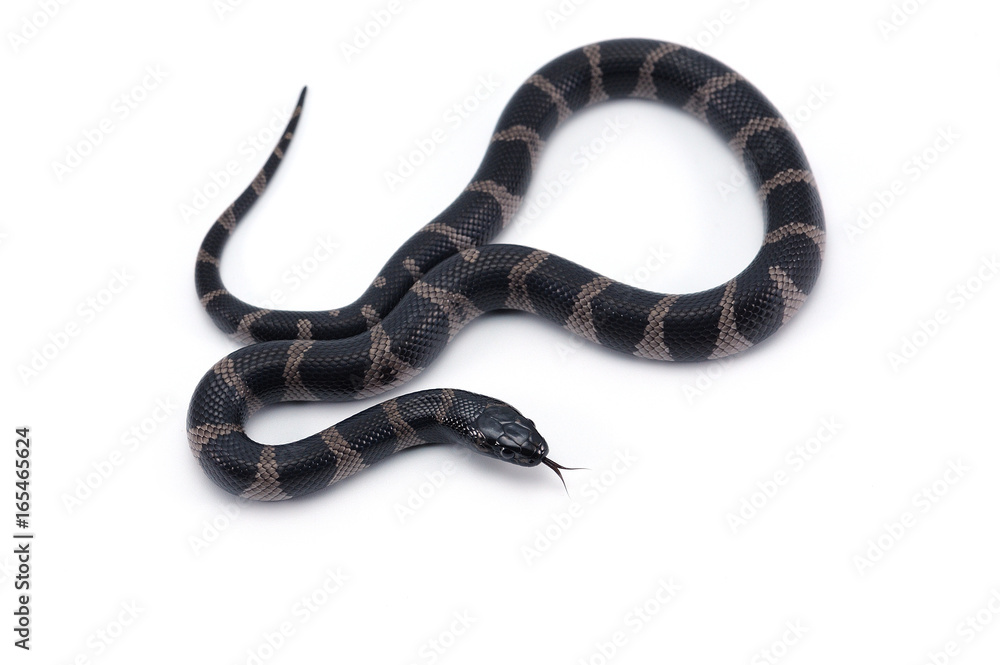 King snake isolated on white background Stock Photo | Adobe Stock