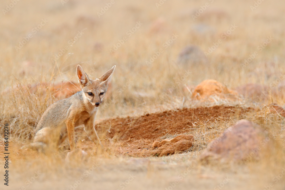 Bengal Fox, Indian Fox, Vulpes bengalensis, Ranthambore National Park ...