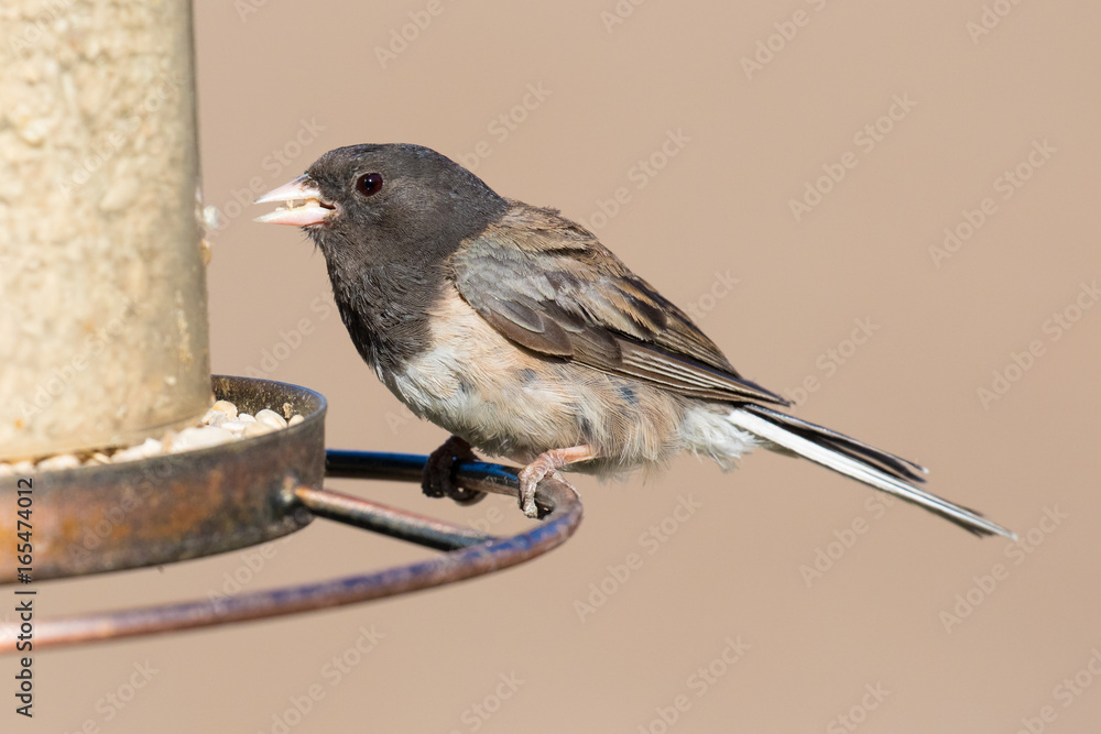 Male Dark-eyed Junco (Junco hyemalis) perches on a backyard bird feeder ...