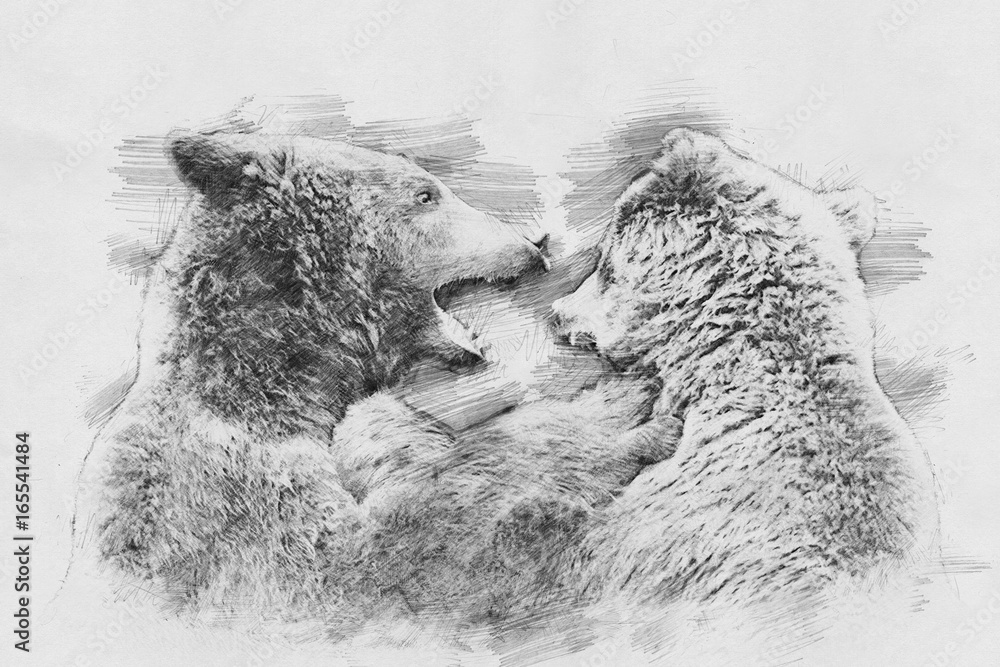 Bear Sketch With Pencil Stock Illustration Adobe Stock