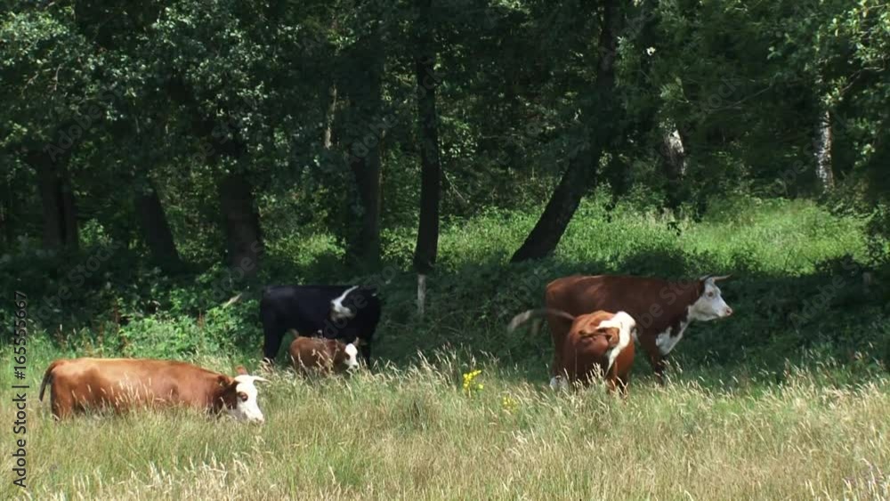 Biotope conservation with ruminants - Blaarkop cattle and calf in shade ...