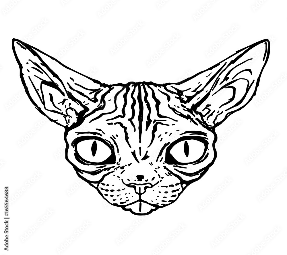 Sketch of evil cat of the Sphinx, close-up, isolated Stock Vector ...