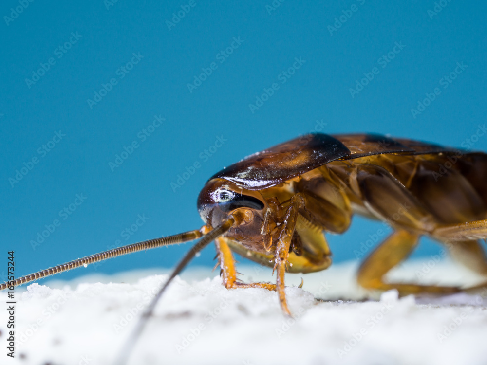 Close up Cockroaches are eating the white cream of the cookie, the blue ...