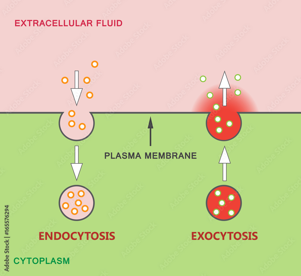 Endocytosis and Exocytosis Diagram Stock Vector | Adobe Stock