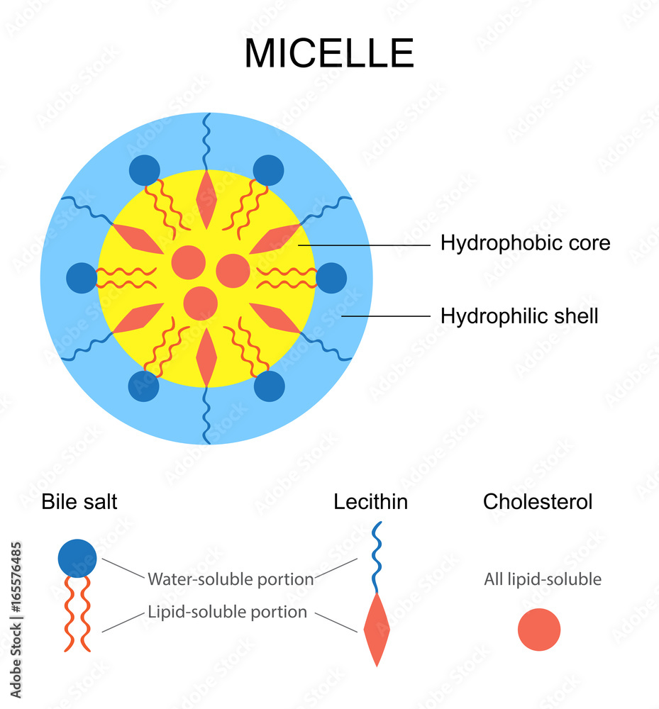 Schematic Representation of a Micelle Stock Vector | Adobe Stock