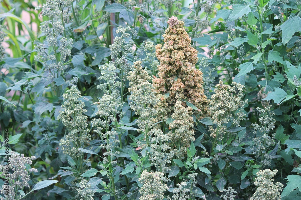 Quinoa plant growing background superfood sprouted quinoa seed food ...