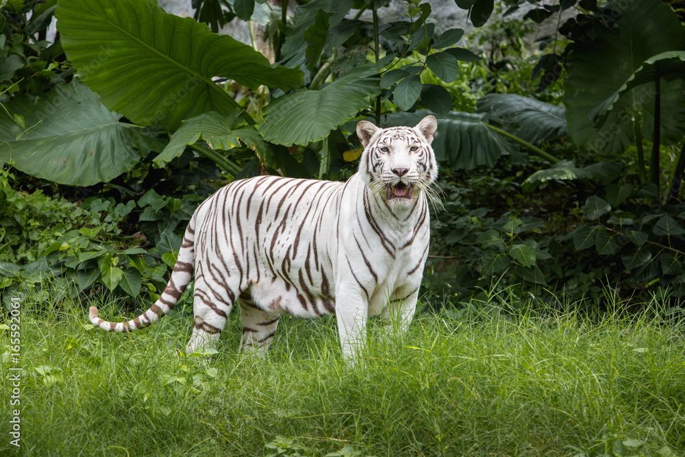 White Tiger In The Jungle