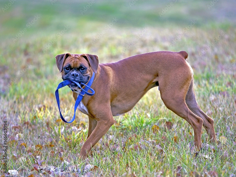 Blue Boxer Dogs