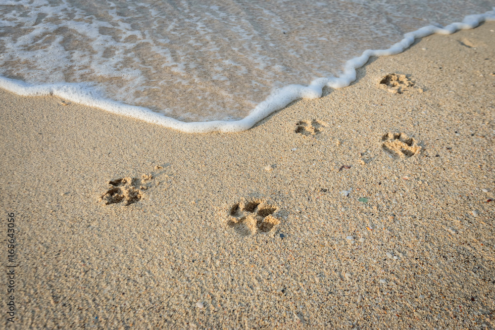 Dog footprints in sand at beach. Stock Photo | Adobe Stock