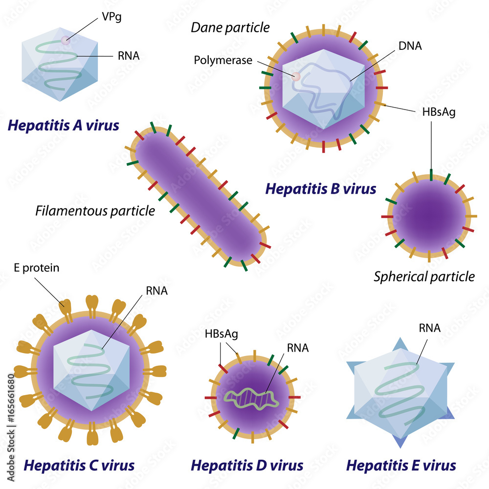 Hepatitis viruses comparison, labeled. Stock Illustration | Adobe Stock