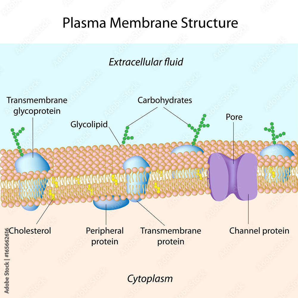 Structure of plasma membrane Stock Illustration | Adobe Stock