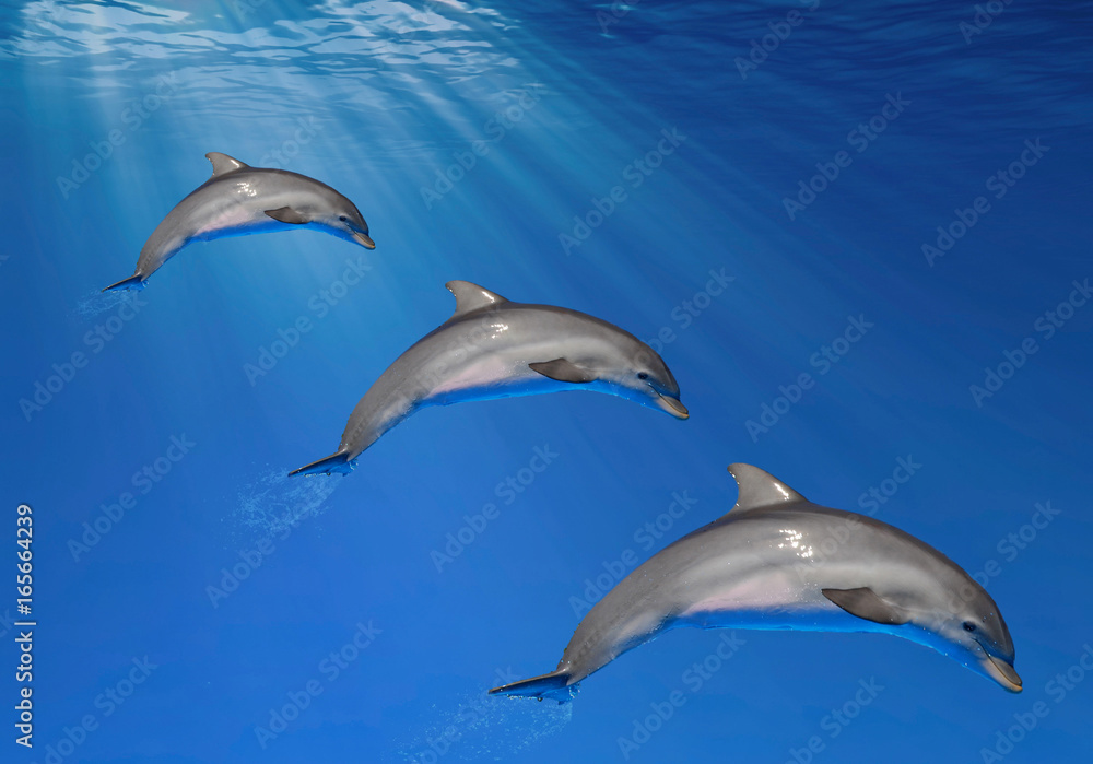 Tres delfines, fondo del mar, agua, animales marinos, delfín Stock ...