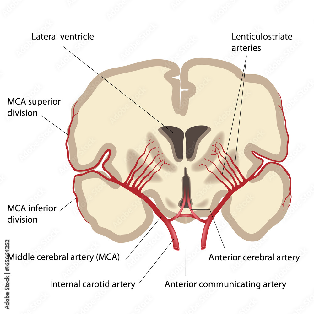 Middle Cerebral Artery And Branches Stock Illustration Adobe Stock