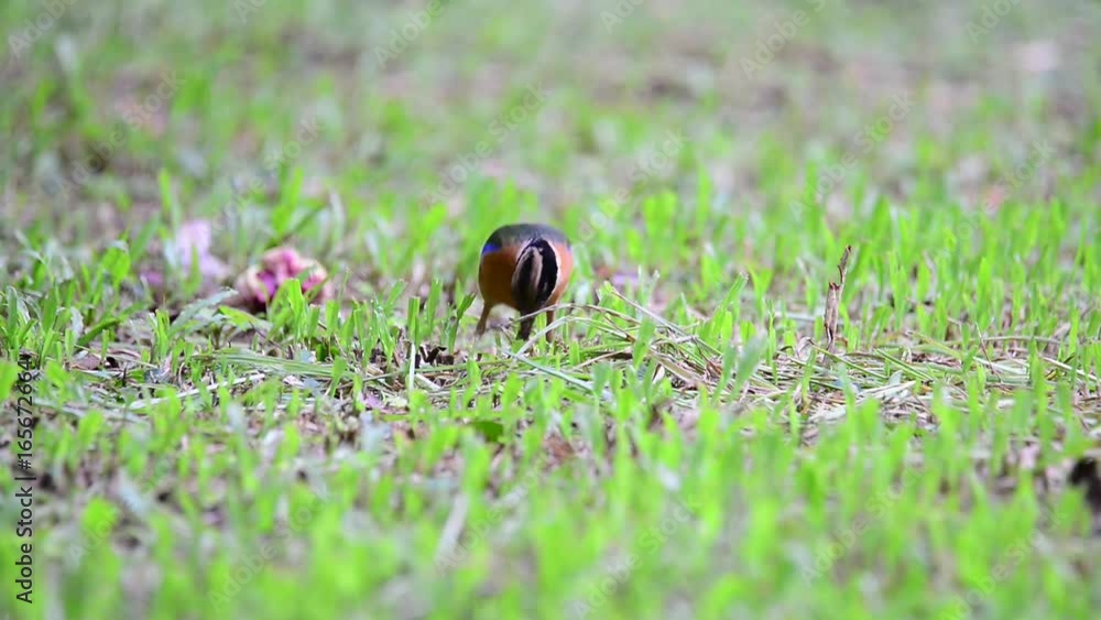 Video Stock Beautiful bird digging for earth worm. Blue winged pitta ...