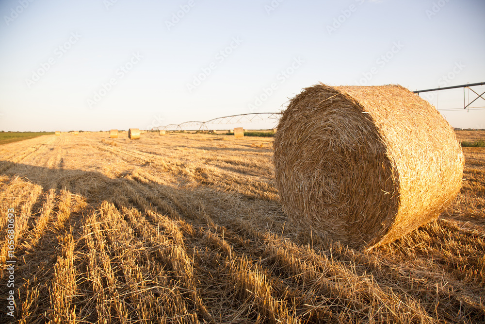 Fields Of Color Harvest Images