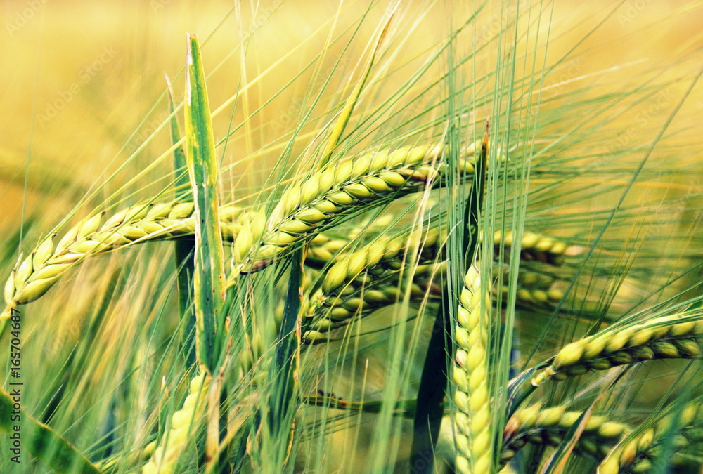 Getreide Stock-Foto | Adobe Stock