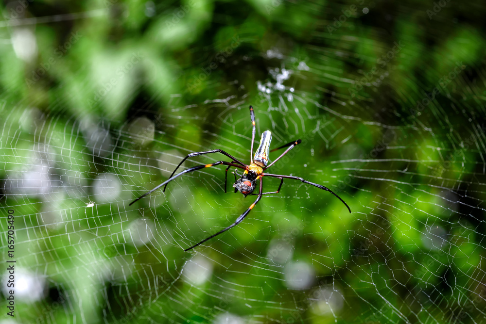 Nephila Pilipes (Northern Golden Orb Weaver or Giant Golden Orb Weaver ...