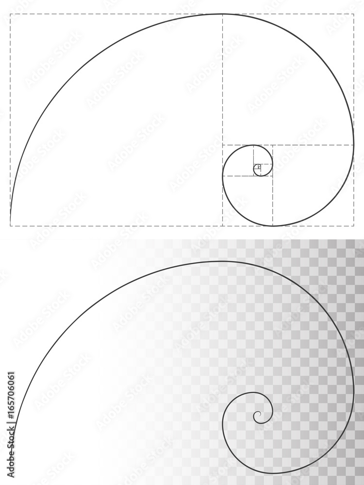 Golden ratio spiral line Stock Vector | Adobe Stock