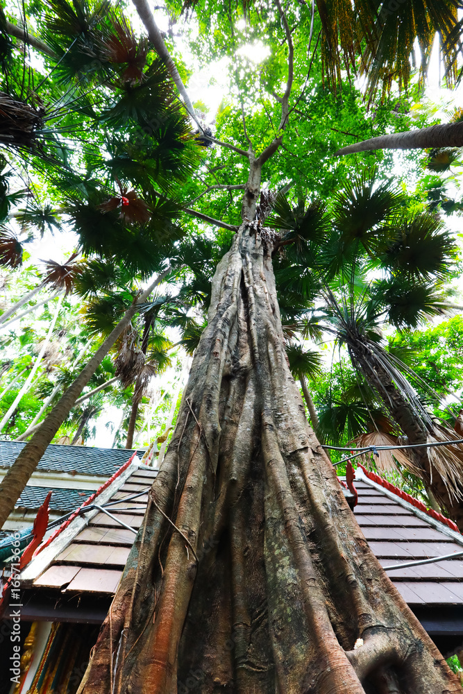 Holy pond ,Kham Chanod forest inside the temple. In Udon Thani at ...