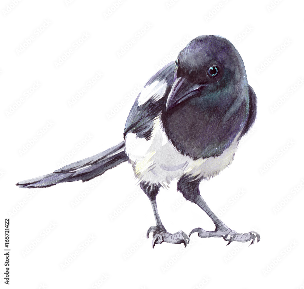 Eurasian Magpie Drawing