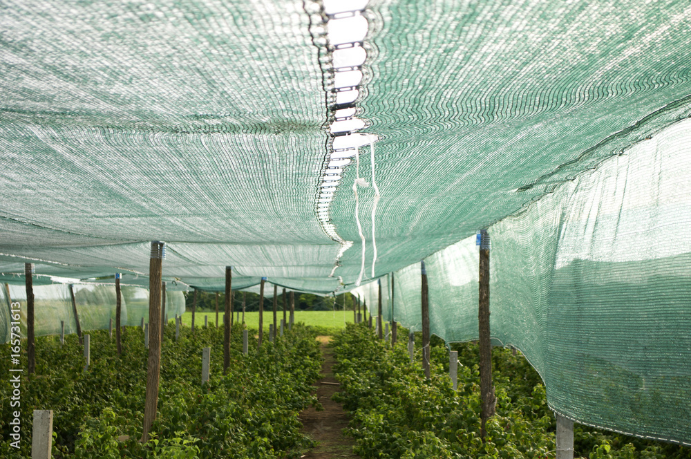 Foto de Setting sunbathing and anti-ice net over an orchard do Stock ...
