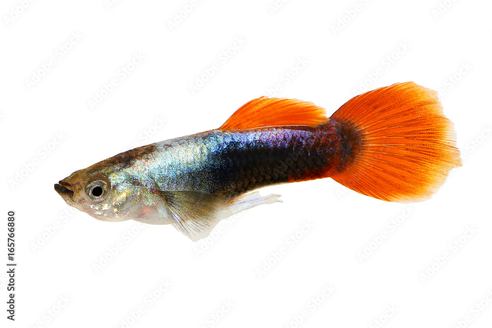 Guppy red Poecilia reticulata colorful rainbow tropical aquarium fish ...