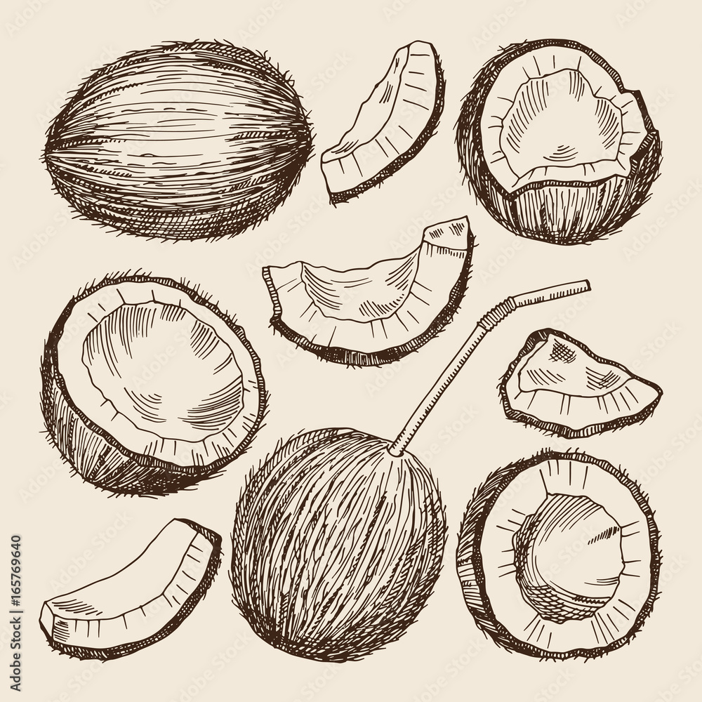 Hand drawing illustrations of different sides of coconut. Vector ...