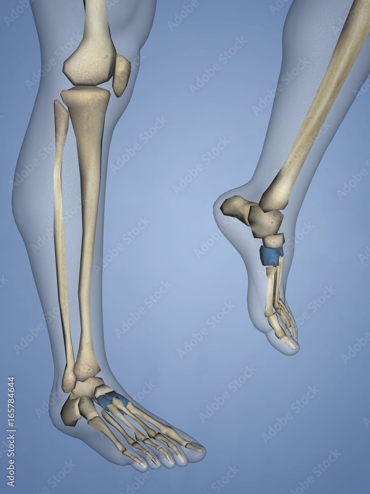 Cuneiform Bones, 3D Model Stock Illustration | Adobe Stock