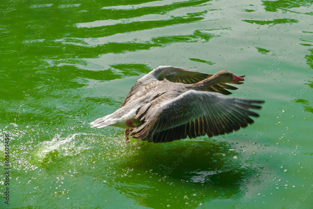 Duck takeoff Stock Photo | Adobe Stock