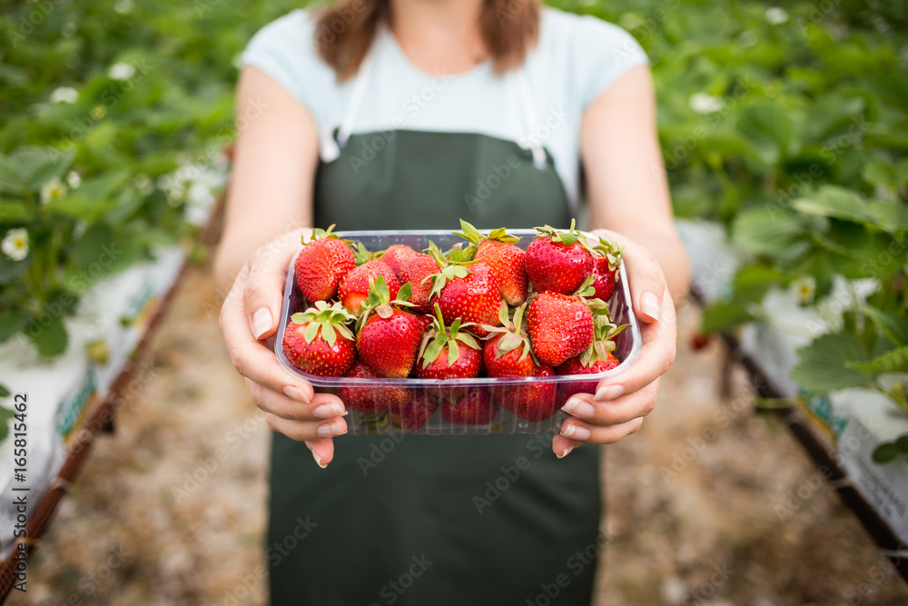 Strawberry growers with harvest,Agricultural engineer working in the ...