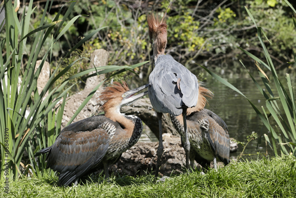 Goliath reiger familie Stock Photo | Adobe Stock