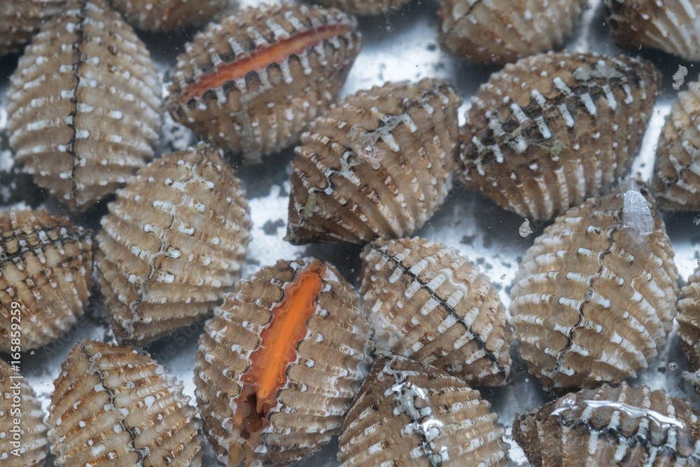 Fresh blood cockle or blood clam (Tegillarca granosa) background, shell ...