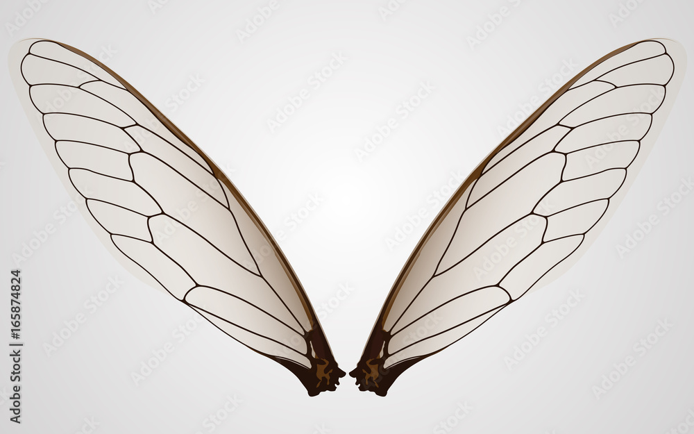 Wings of insect Stock Vector | Adobe Stock