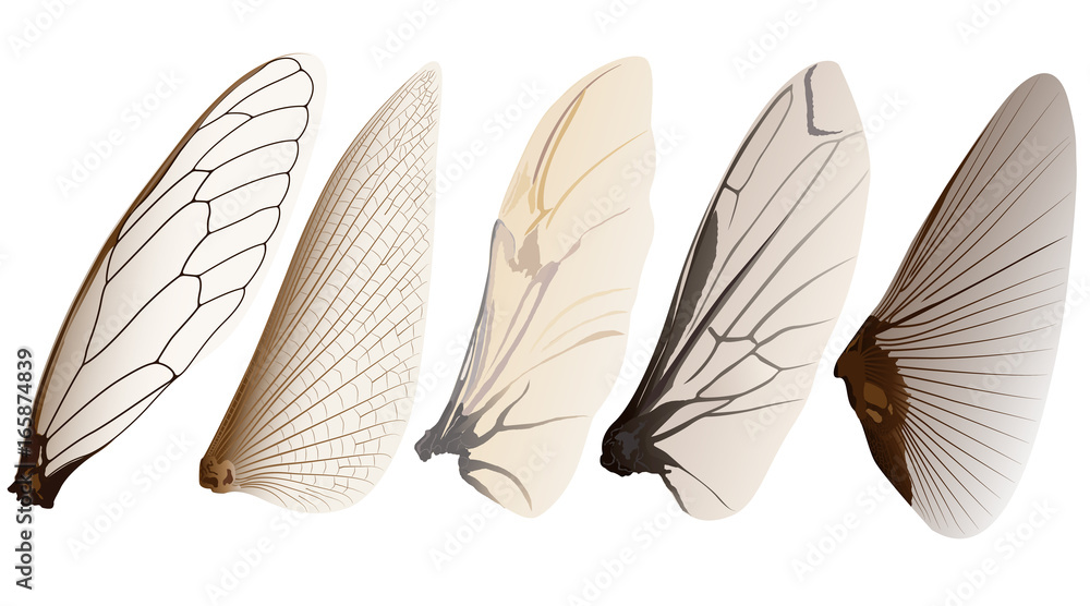 insect wings Stock Vector | Adobe Stock