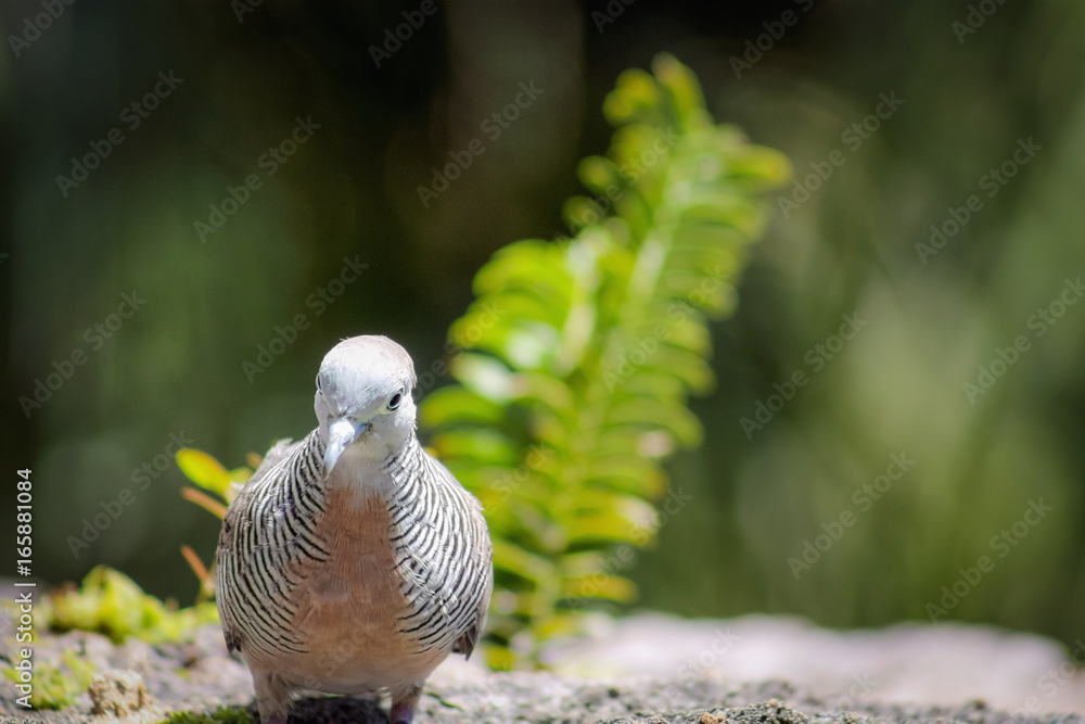 The zebra dove (Geopelia striata) also known as barred ground dove, is ...