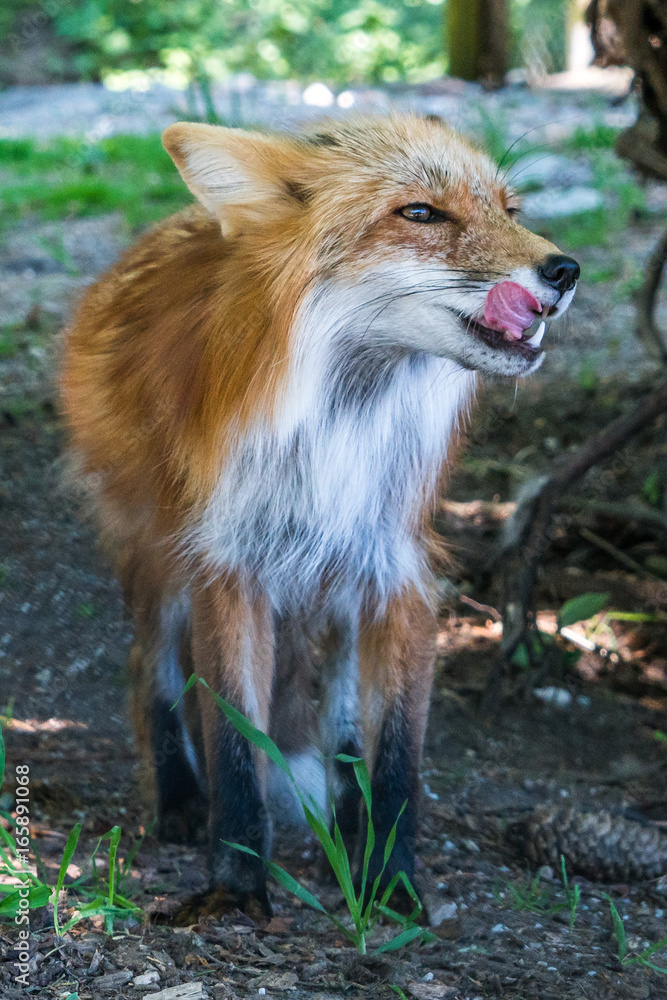 Kleiner Rotfuchs mit ausgestreckter Zunge Stock Photo | Adobe Stock