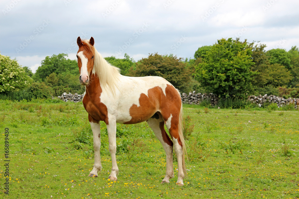 Beautiful Brown And White Horse Beautiful Brown And White Horse