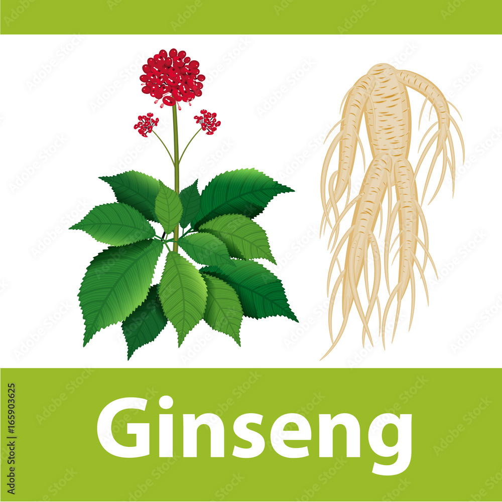 Ginseng root with leaf and flower. Vector illustration. Stock Vector ...